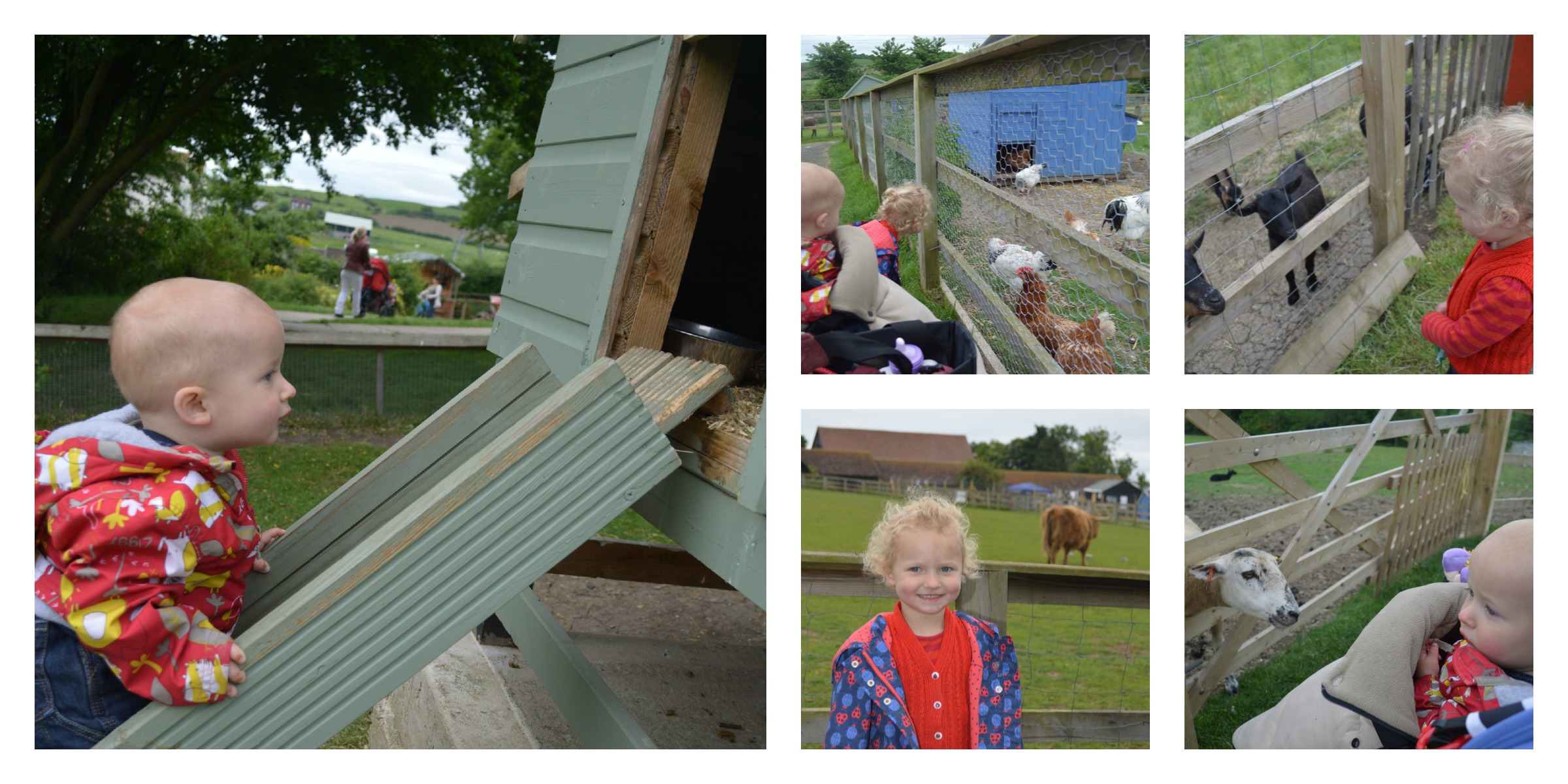 Lee Valley Park Farms Animals 1 - RocknRollerBaby