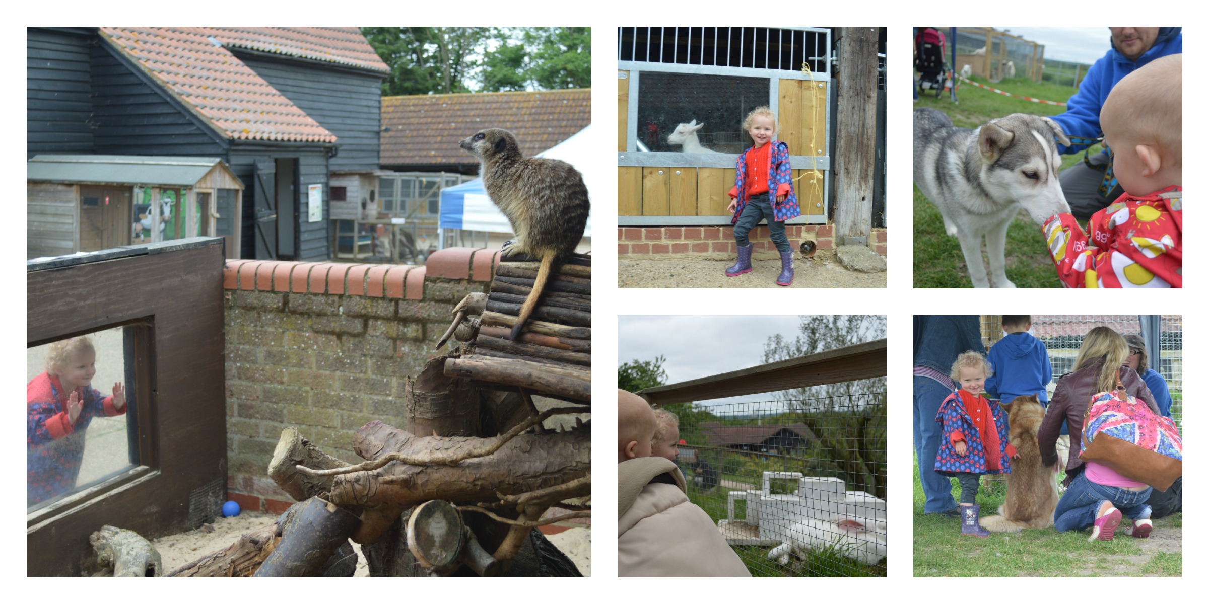 Lee Valley Park Farms Animals - RocknRollerBaby